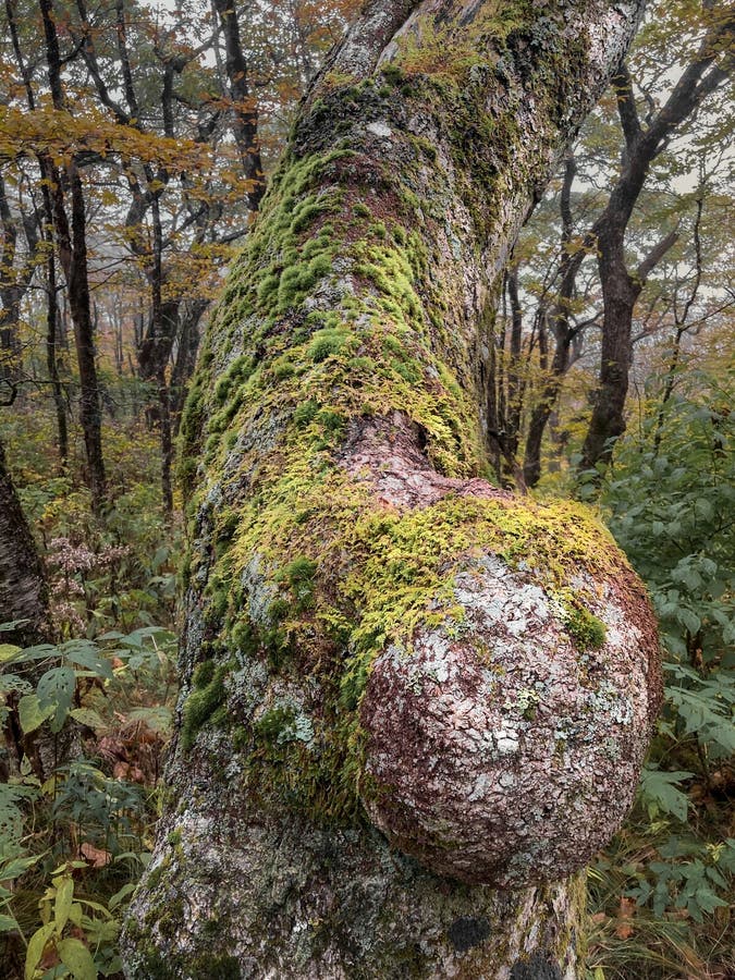 Tree Abnormalities Found in Nature Stock Image - Image of abnormal ...