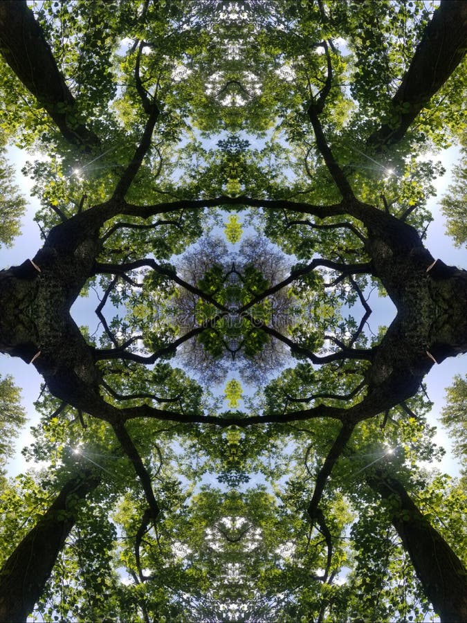 The tree above stock image. Image of tree, nature, trees - 225223485