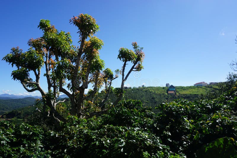 Pruning Coffee Trees and Maintenance for Coffee Trees in Coffee Farm ...