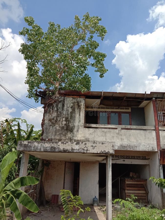 Tree Above the House stock image. Image of tree, cottage - 180673159