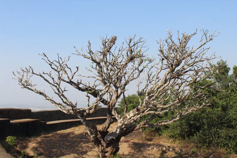 Tree Above 1km on Indian Ancient Fort Stock Image - Image of tree ...