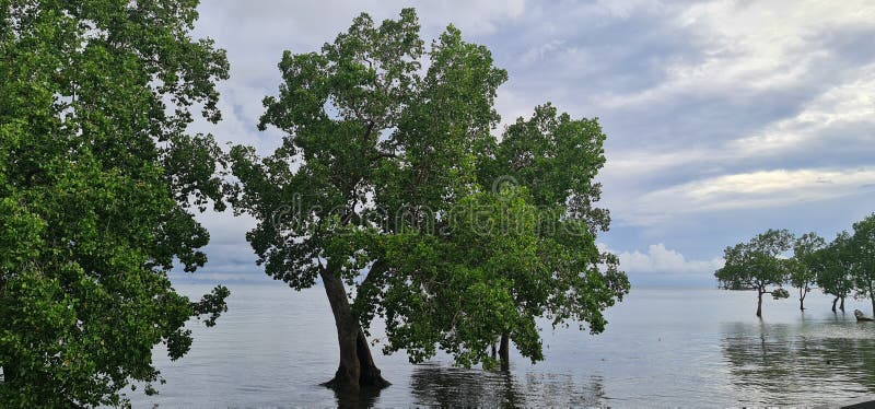 Tree above the sea stock photo. Image of water, tree - 263258344