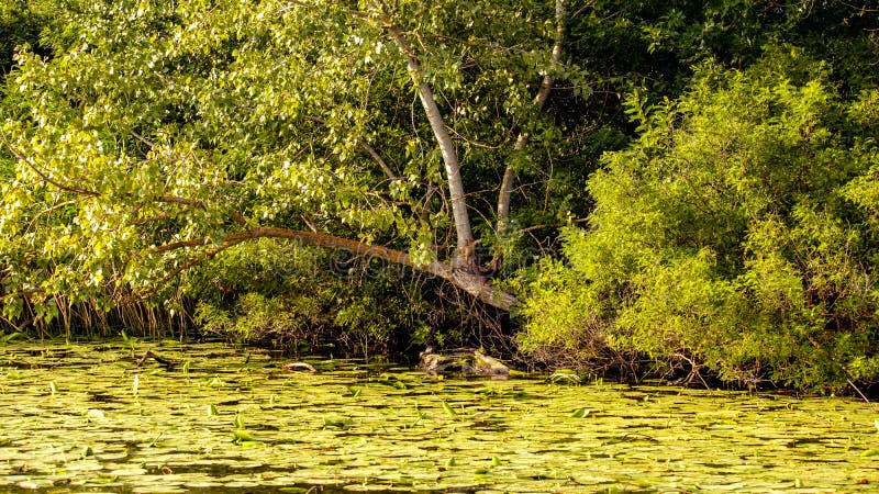 Tree Above the Water of a River Overgrown with Water Lilies Stock Image ...