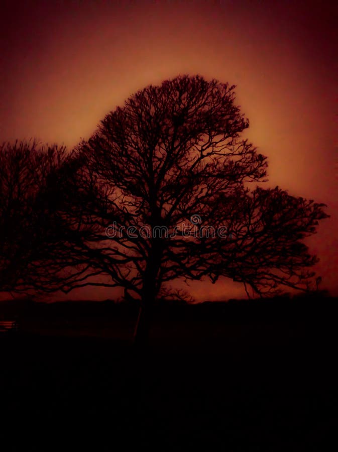 Tree abstract stock photo. Image of tree, landscape, abstract - 64111686
