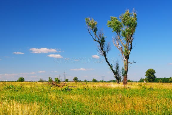 Tree and Abstract Victory Symbol Stock Image - Image of grass, outdoors ...