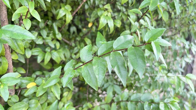 Samphire stock photo. Image of tree, leaf, deciduous - 288403584