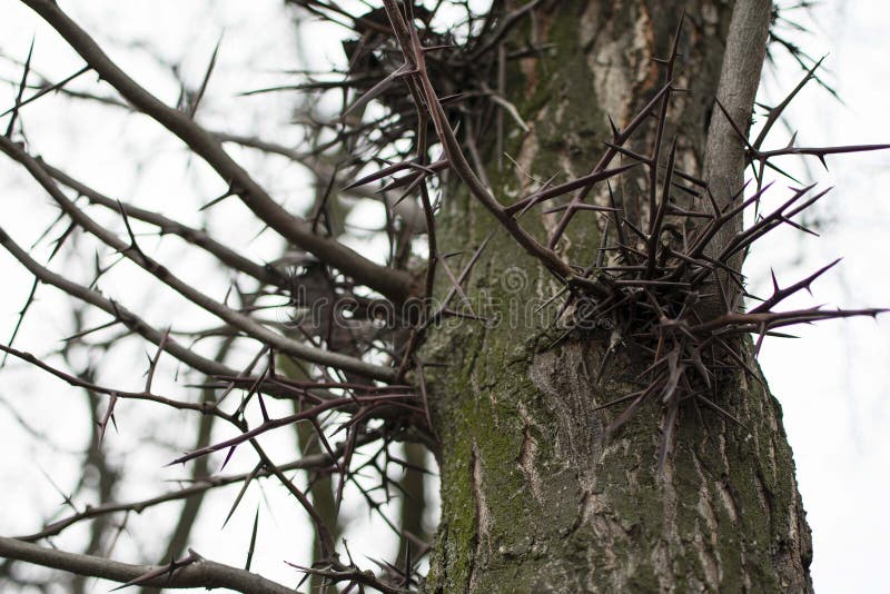 Tree Acacia in Thorns and Spiny Trunk Stock Photo - Image of tree ...