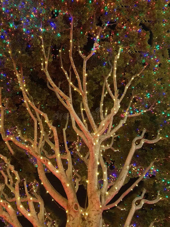 The Tree is Adorned with Beautifully Glowing Lights in Disneyland ...