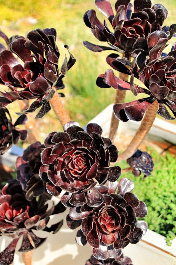 Tree Aeonium, Aeonium Arboreum Succulent Plant Under the Sun Stock ...