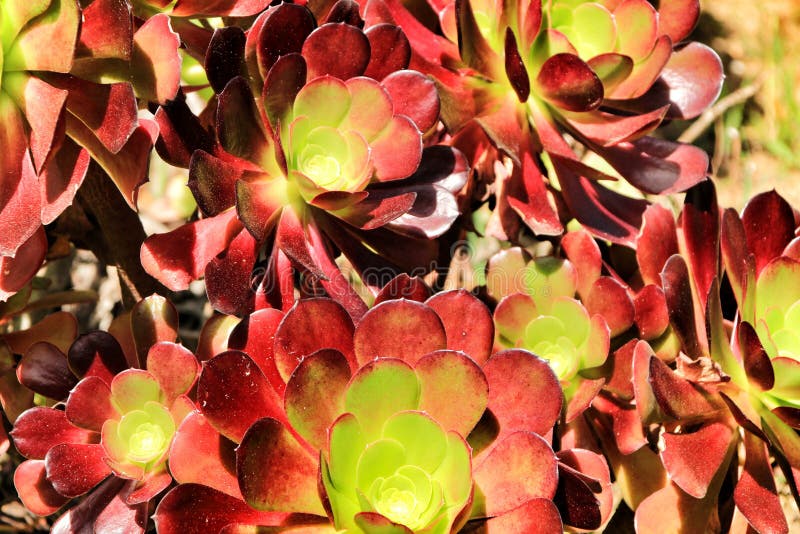 Tree Aeonium, Aeonium Arboreum Succulent Plant Under the Sun Stock ...
