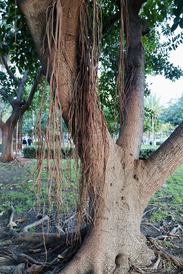 Tree aerial roots stock image. Image of natural, exotic - 354202519