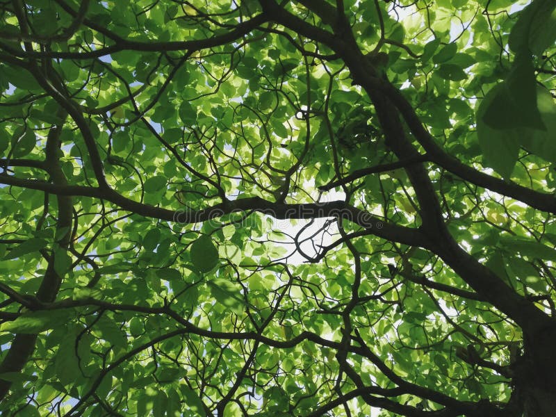 Tree Aesthetic stock photo. Image of aesthetic, edited - 137542862