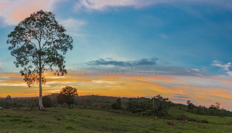 Tree from Afar with Sunset Background Stock Photo - Image of dusk, dawn ...
