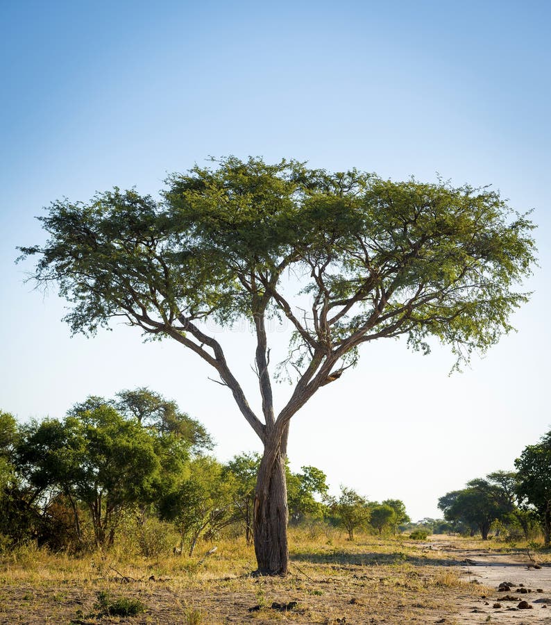 Tree in Africa stock image. Image of landscape, tree - 72390291