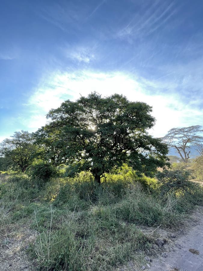 Tree in the African Savannah Stock Image - Image of cover, trees: 236241951