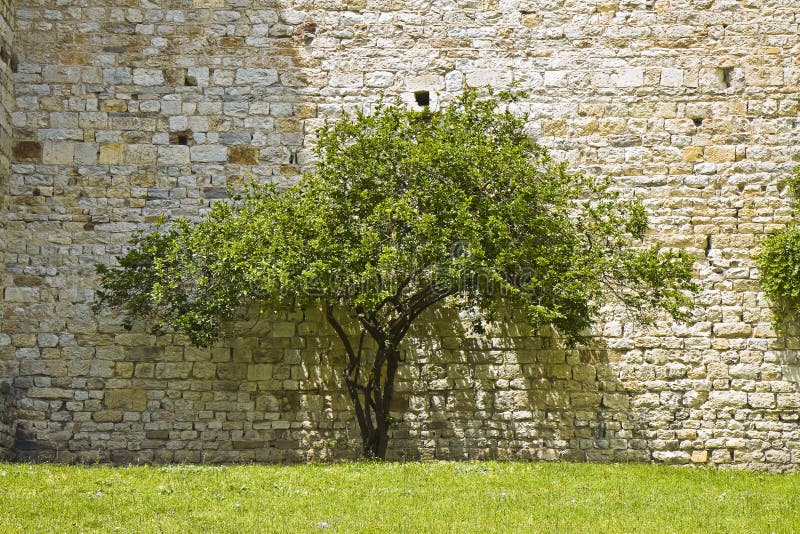 Tree agains a stone wall stock image. Image of lawn, people - 55175659