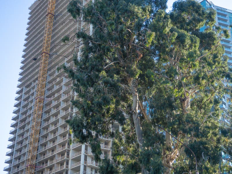 A Tree Against the Backdrop of a Tall House Under Construction ...