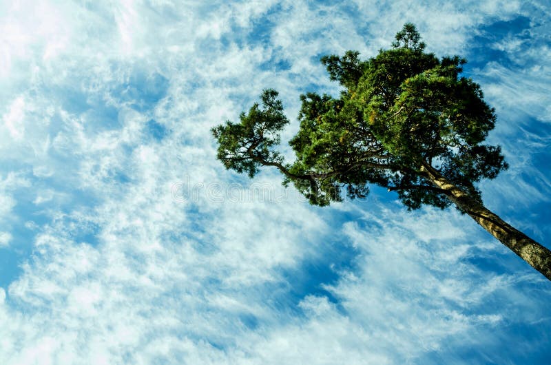 Tree Against the Background of a Blue Sky Stock Image - Image of green ...