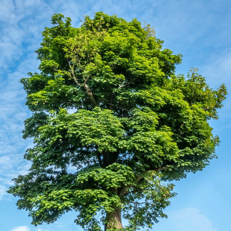 Tree Against Sky. Stockport UK Stock Image - Image of beautiful ...