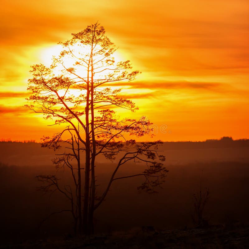 Tree Against the Sky with Sunset Stock Photo - Image of field, evening ...