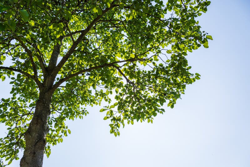 Tree Against Summer Sky at Midday Stock Photo - Image of nature, colour ...