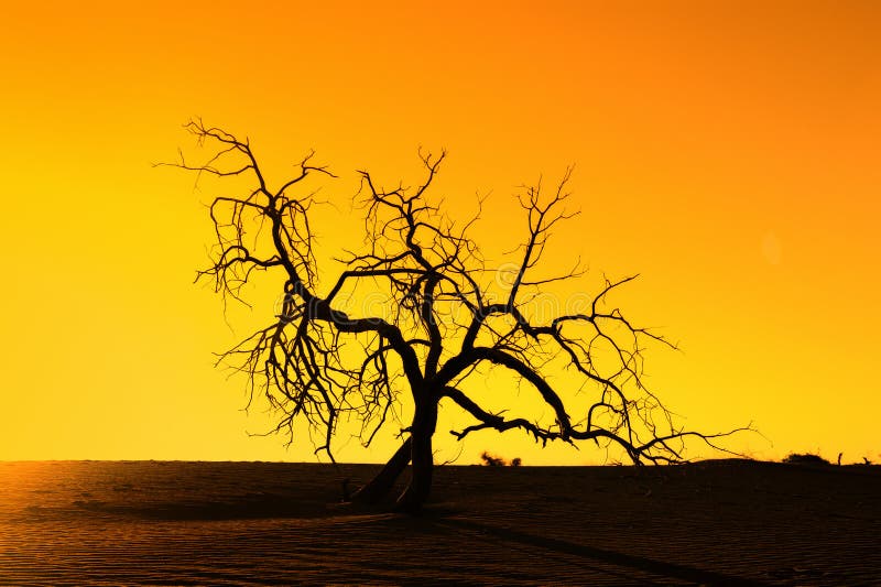 Tree Against Sunlight Over Sky Stock Image - Image of leaf, field: 16933081