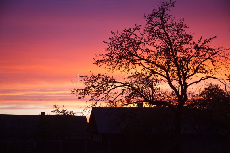 The Tree Against Sunset and Colored Sky Stock Image - Image of openwork ...