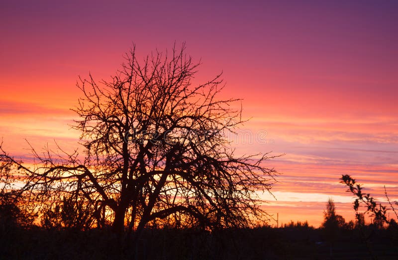 The Tree Against Sunset and Colored Sky Stock Photo - Image of ecology ...