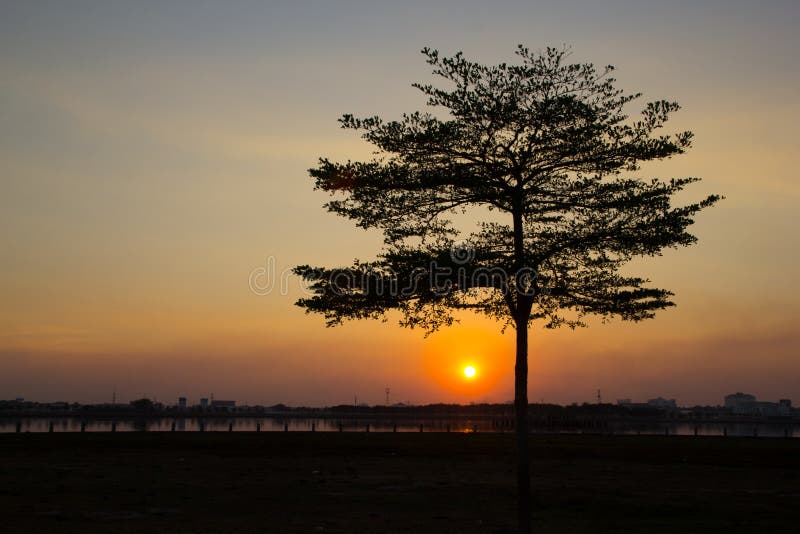Tree against sunset sky. stock photo. Image of nature - 136749938