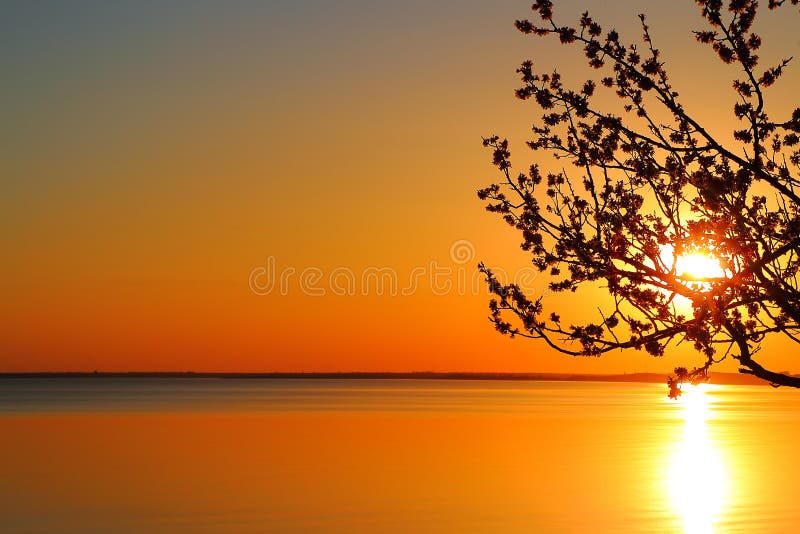 Tree Against the Sunset Sun Sea Stock Image - Image of scenics ...