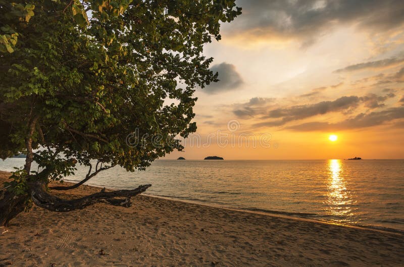 Tree against the sunset stock image. Image of island - 170532419