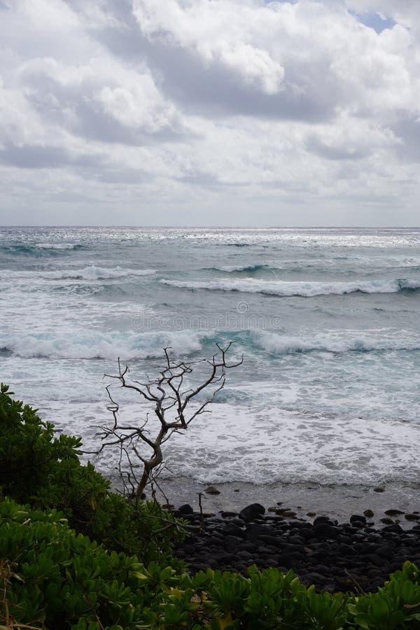 Tree Against Waves stock photo. Image of waves, landscape - 57199778