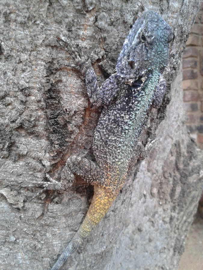 Tree agama stock image. Image of gecko, iguana, nature - 47482477