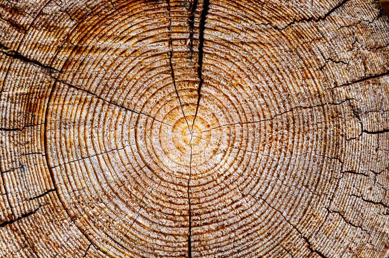 Tree age rings stock image. Image of nature, yellow, flora - 91268707
