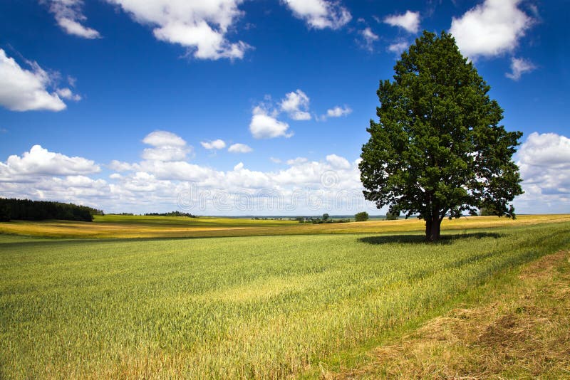 Tree in the Agricultural Field Stock Photo - Image of agricultural ...