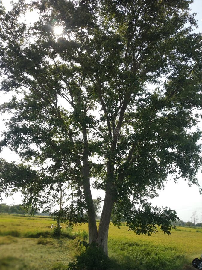 Tree of Agriculture Field Arjun Tree in Indian Stock Image - Image of ...