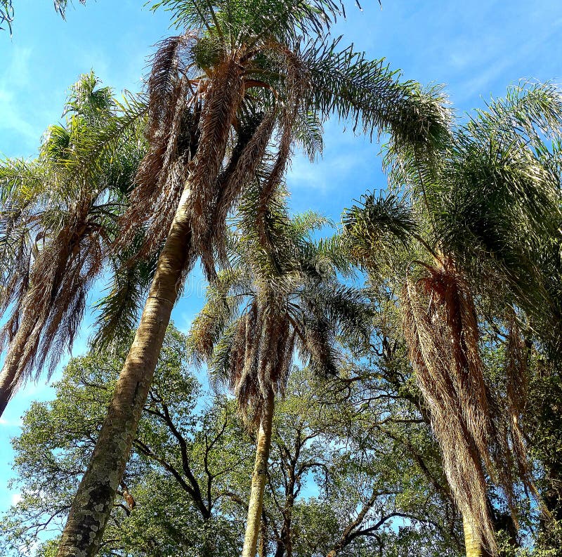 Tree Air palm plant heaven stock image. Image of tree - 202595785