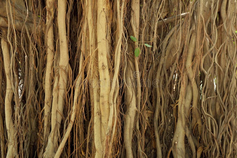 Tree air root stock photo. Image of nature, organic, cross - 33297598