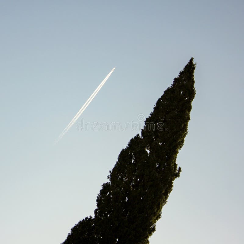 A Tree and a Airplane in the Sky Stock Photo - Image of contrail ...