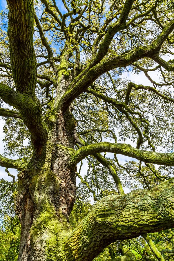 Tree Algae stock image. Image of white, grey, brown, abstract - 29802349