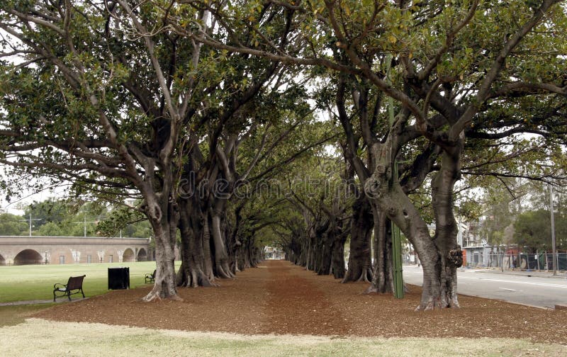 Tree Alley Picture. Image: 1702067