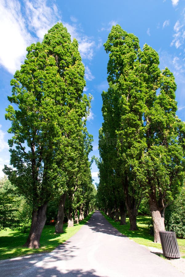 Tree alley stock image. Image of park, scenery, morning - 32025255