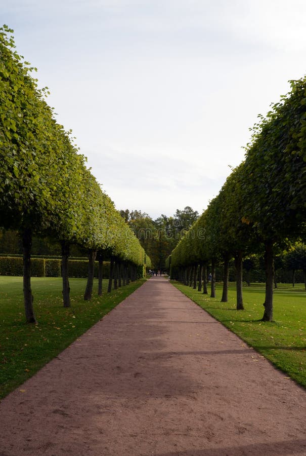 Tree alley stock photo. Image of blue, alley, clear, lane - 69769172