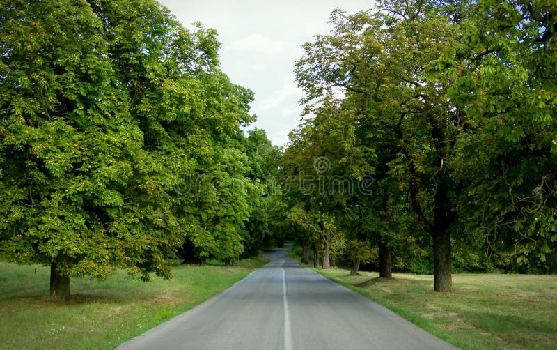 Tree Alley stock image. Image of alleyway, forest, empty - 57651279