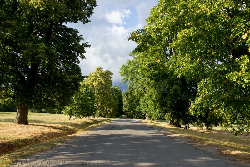 Tree Alley stock image. Image of tree, curving, road - 57651303