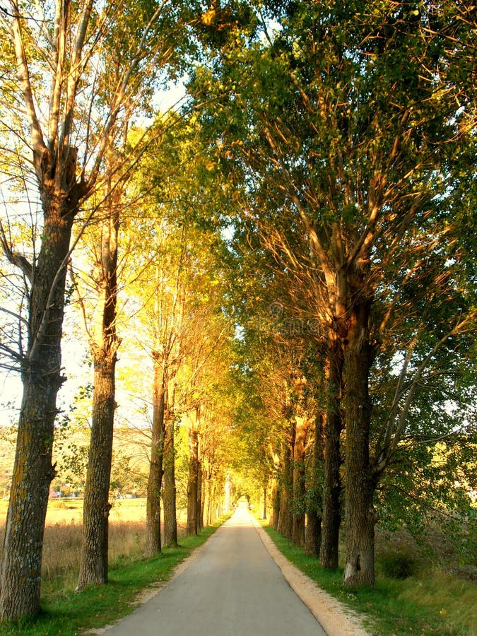 Tree alley stock photo. Image of season, summer, landscape - 45086562