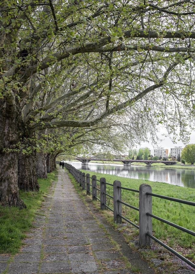 Tree Alley with Lane and Railing in Summer Day. Stock Image - Image of ...