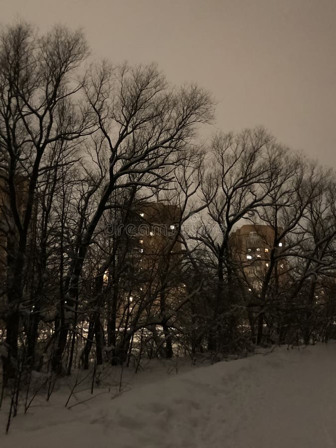 Tree Silhouettes on Dark Alley in Night Stock Image - Image of ...
