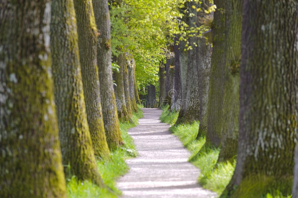Tree alley stock photo. Image of perspective, outdoor - 41840116