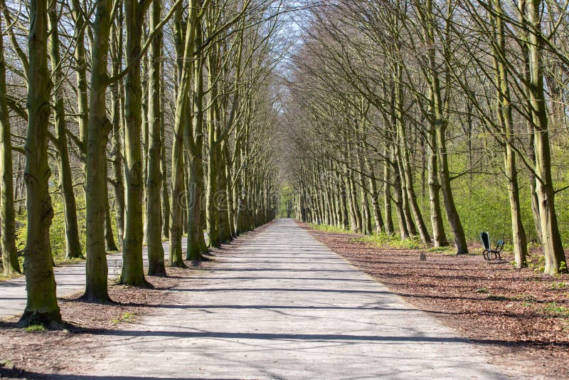 Tree Alley in a Park in the Spring Stock Image - Image of alley, branch ...